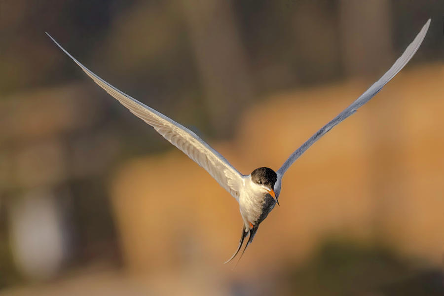 Forster's Tern in flight Photograph by I The Beholder - Pixels