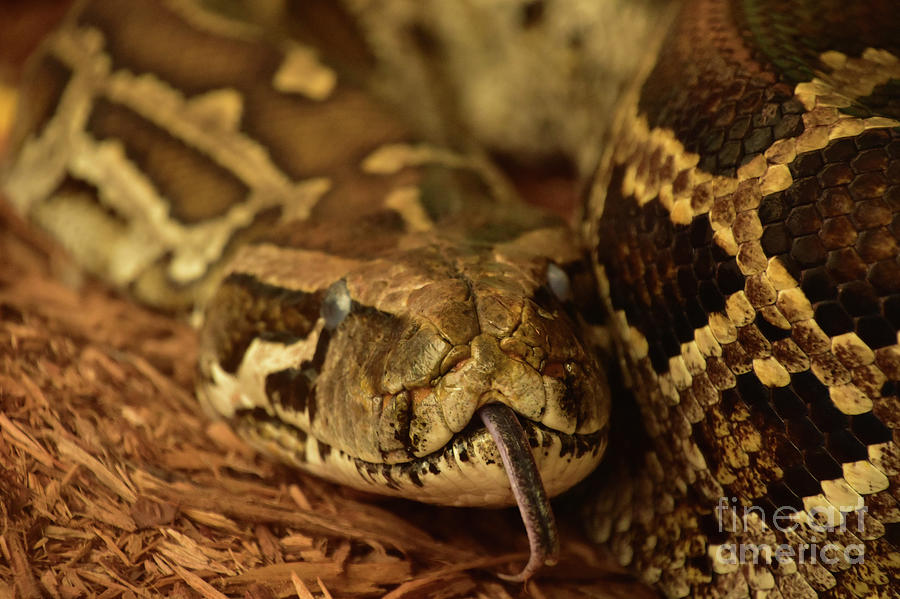 Forked Tongue Sticking Out on a Burmese Python Photograph by DejaVu ...