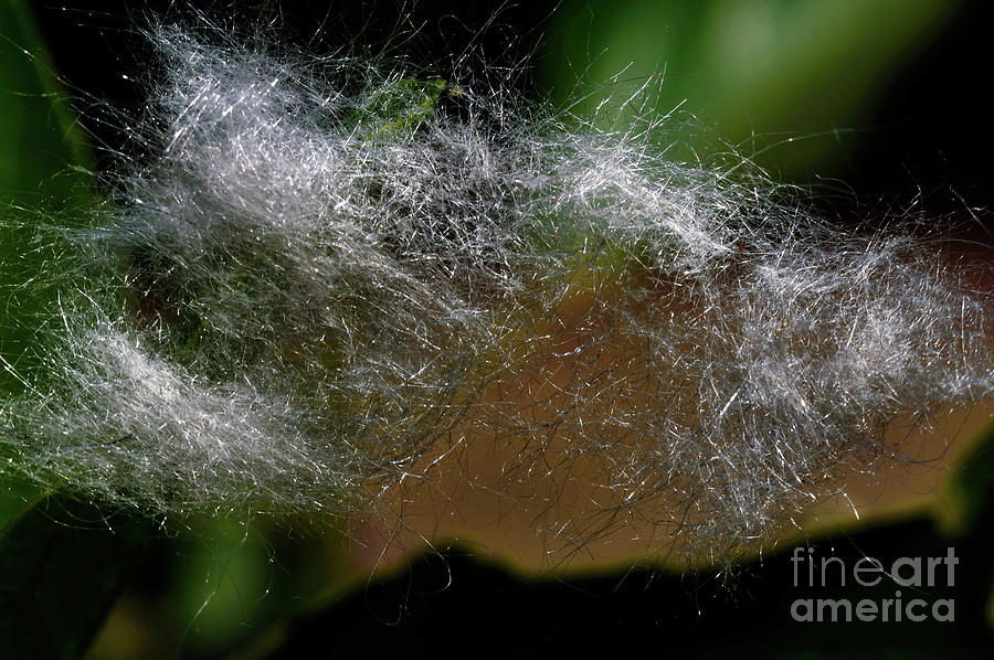 Formless Form Photograph by Morris Keyonzo - Fine Art America