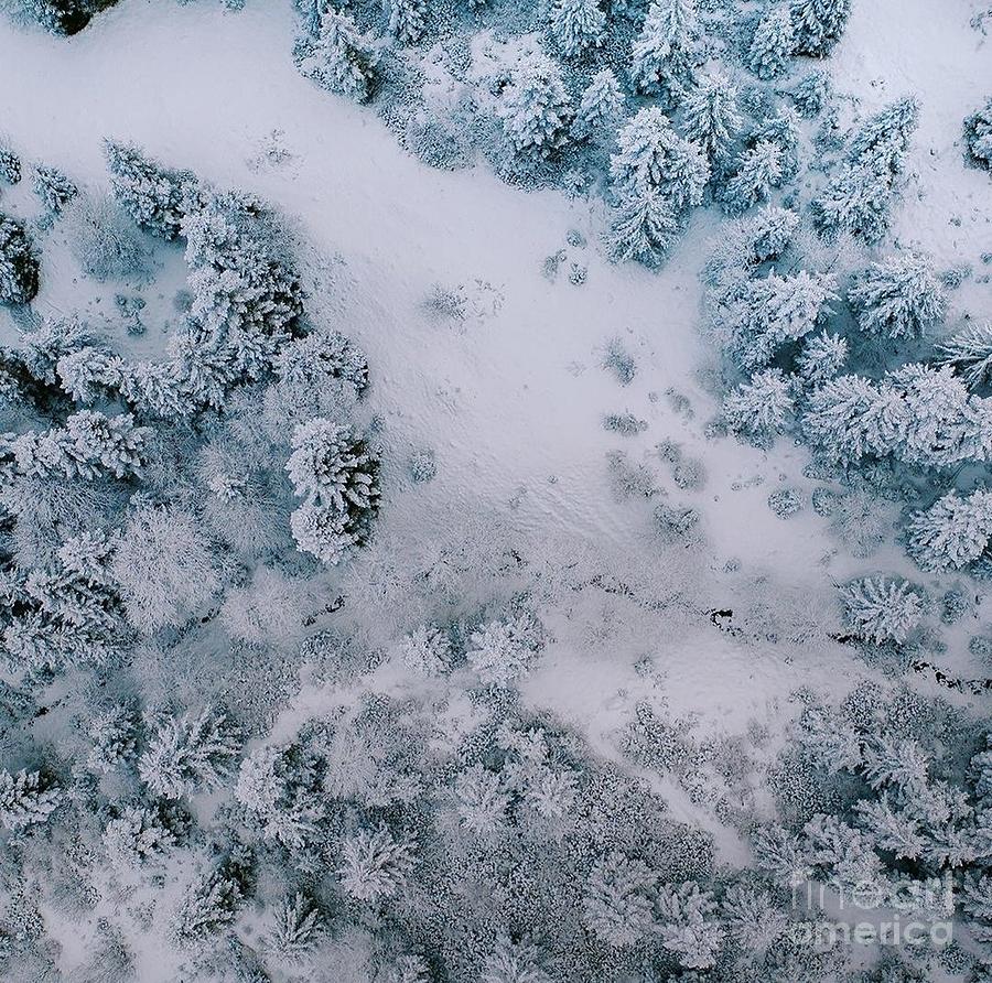 Forrest trees in snow Photograph by Kurt BROWN - Fine Art America