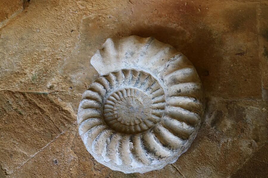 Fossilised Shell Photograph by Michaela Perryman