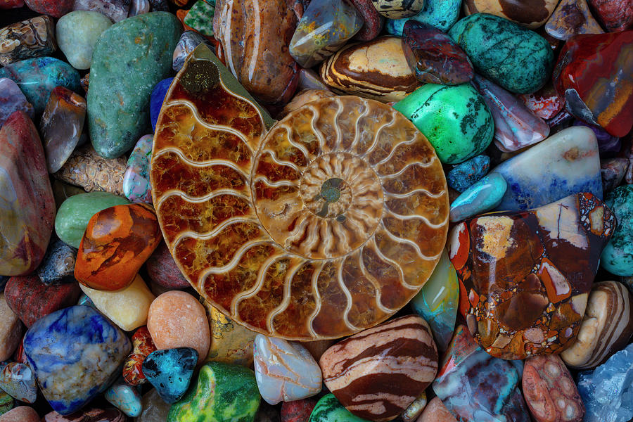 Fossilized Nautilus Shell On Colored Stones Photograph by Garry Gay ...