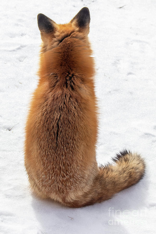 Fox From Behind Photograph By Richard Chasin Fine Art America