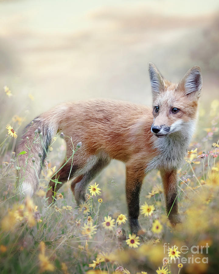 Fox in Flowers Photograph by Melody Watson - Fine Art America
