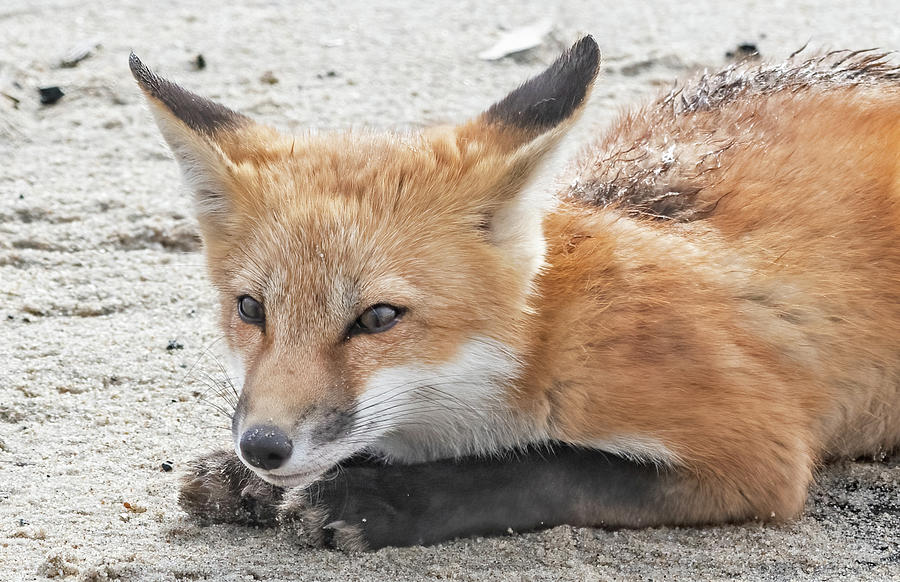 Fox Kit Lying Down Photograph by Scott Miller | Pixels