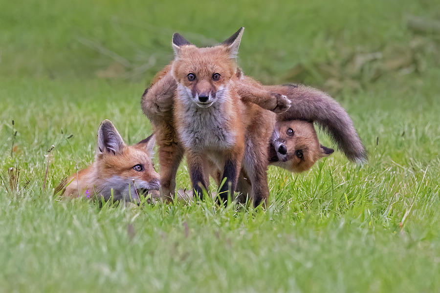Fox Kits Playtime Photograph by Susan Candelario - Fine Art America