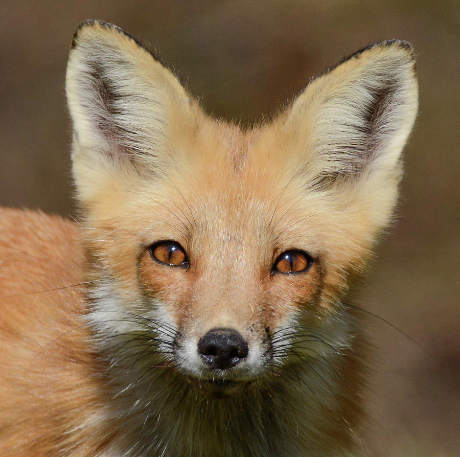 Fox Portrait Photograph by Sarah E Devlin | Pixels