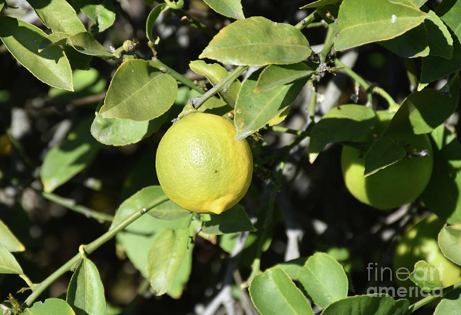 Fresh Lemon Tree with Fruit Hanging and Ripening Photograph by DejaVu ...