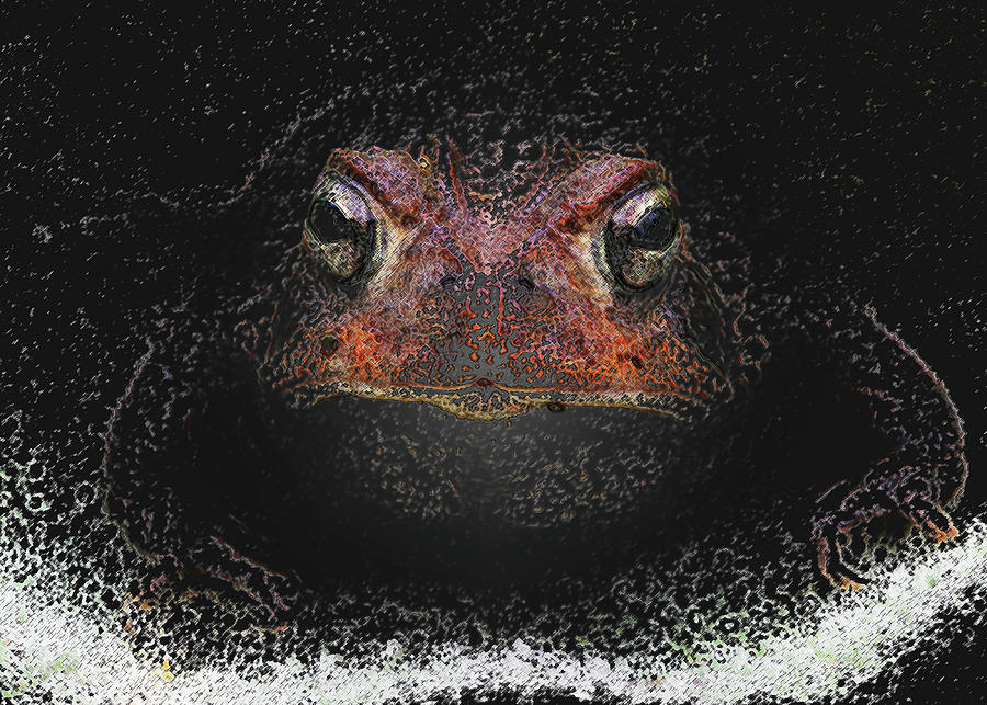 Frog Face Photograph by Ronnie Corn - Fine Art America