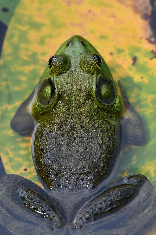 Frog Profile Photograph by Bill Ardern - Pixels