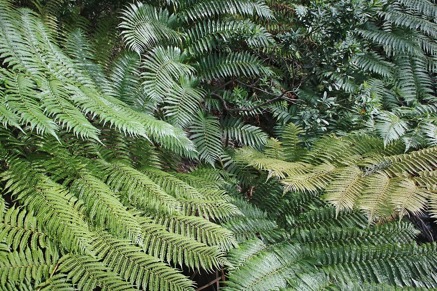 Fronds and more Fronds Photograph by Michaela Perryman - Fine Art America