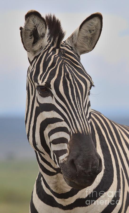 Front Profile And Close-up Portrait Of Plains Zebra Looking Alert In The Wild Masai Mara, Kenya ...