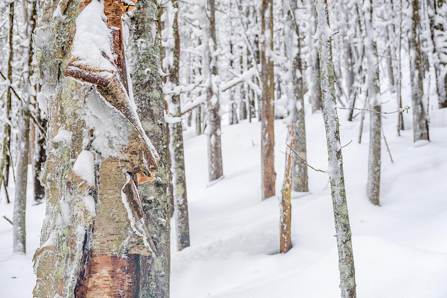 Frosted Forest Photograph by Jeff Sinon - Fine Art America