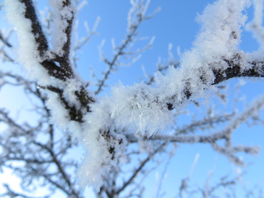 Frozen branch Photograph by Helena Utterberg - Fine Art America