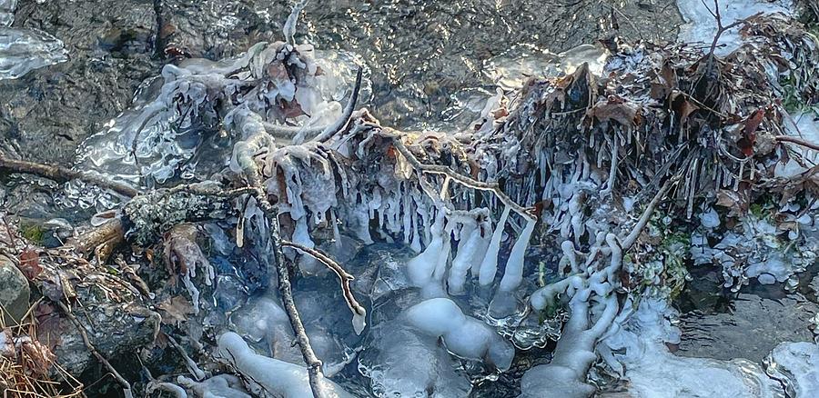 Frozen Elements Photograph by William E Rogers - Fine Art America