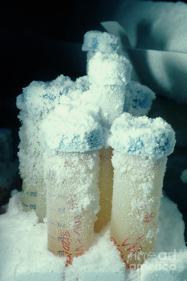 Frozen Test Tubes In A Lab Photograph By Wernher Krutein Pixels