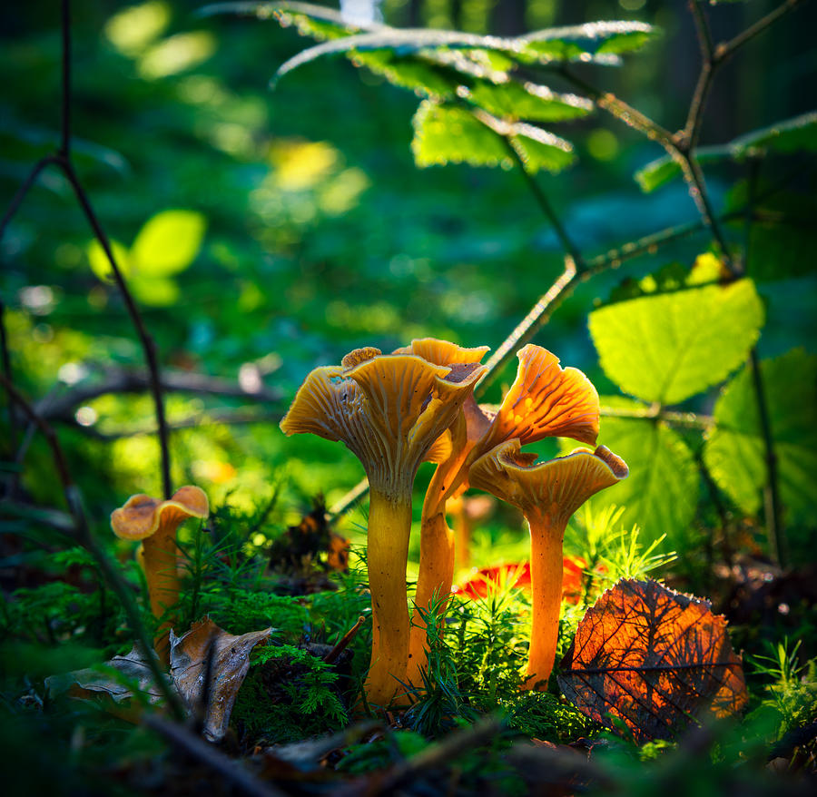 Funnel Chanterelle Morning Photograph by Peter Pier - Fine Art America