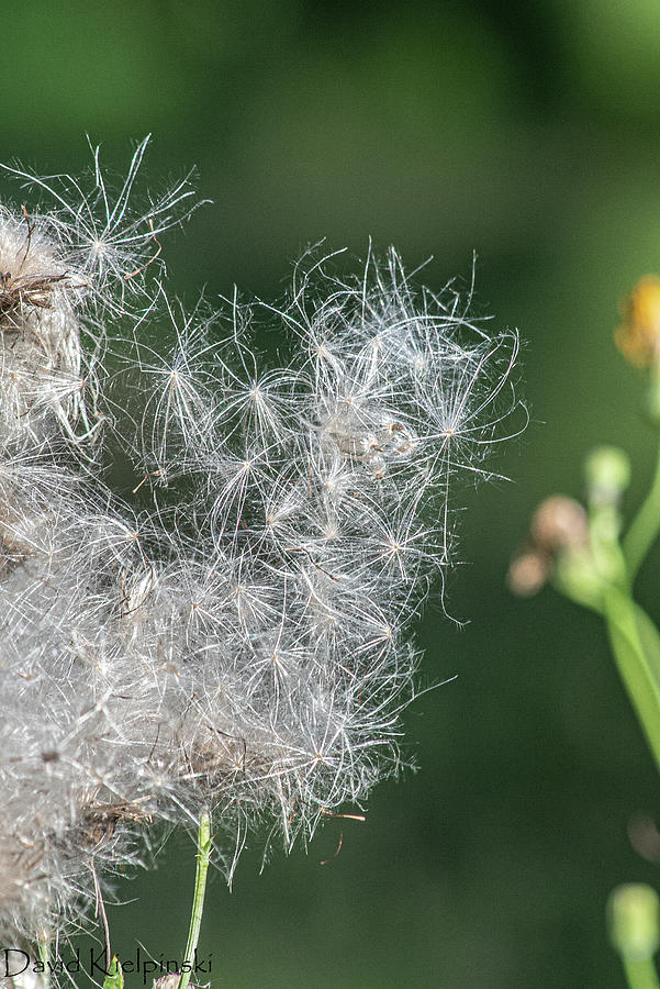 Fuzzy Photograph by David Kielpinski - Pixels