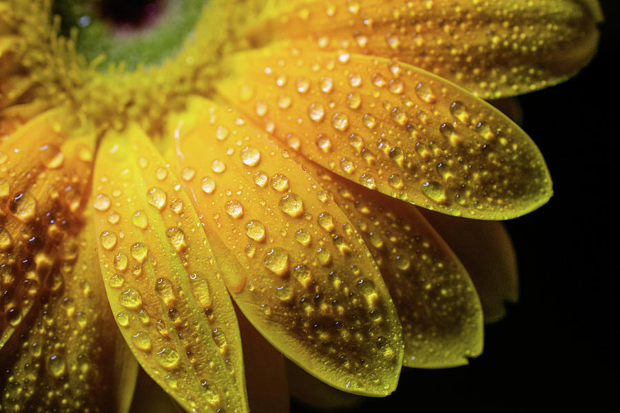 Gabera Photograph by Tamico Palacio