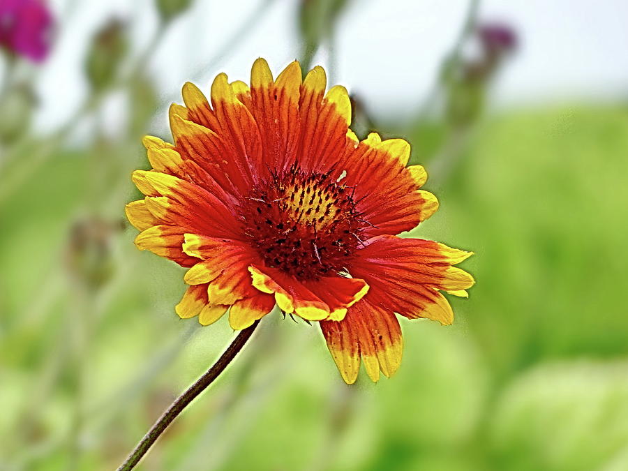 Gaillardia Daisy Photograph By Lyuba Filatova Pixels