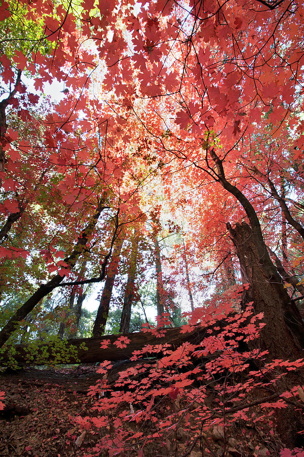 Autumn Maple Trees in the Galiuro Mts., Southern Arizona Photograph by ...