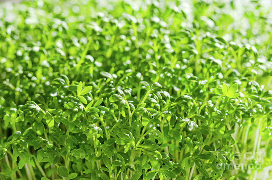 Garden cress sprouts, front view macro food photo Photograph by Peter ...
