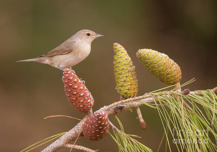 Garden Warbler Sylvia borin v1 Photograph by Alon Meir - Fine Art America