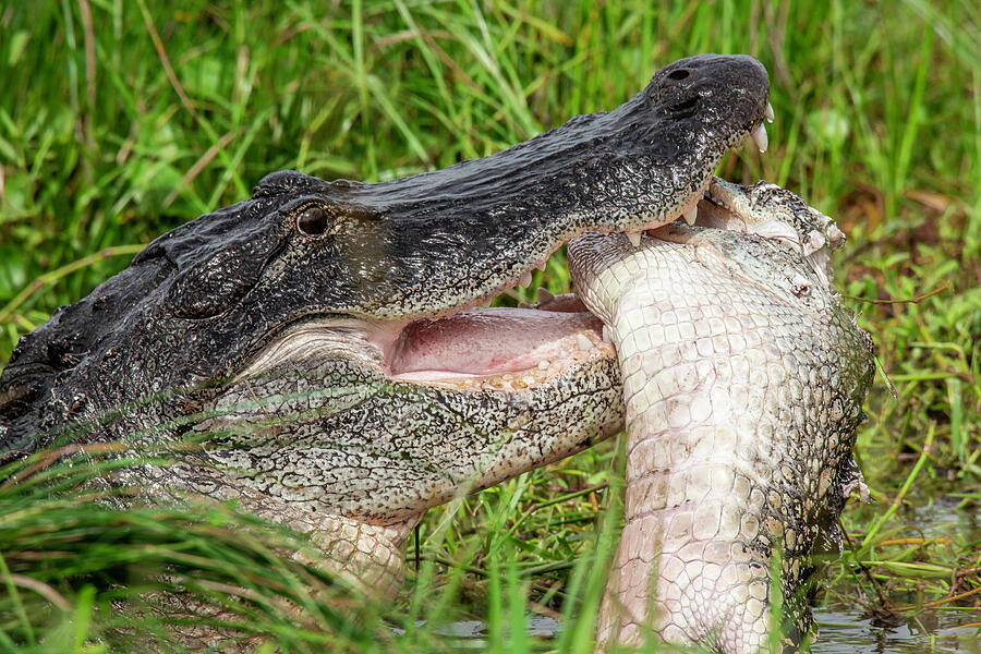 Gator Bites Photograph by Garth Steger - Fine Art America