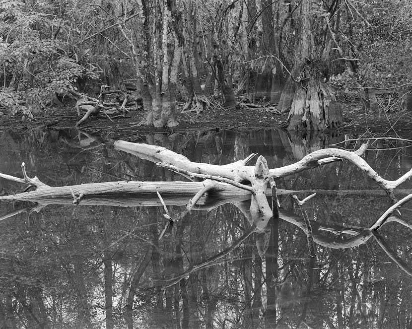 Gator hole Photograph by Don Corn - Fine Art America