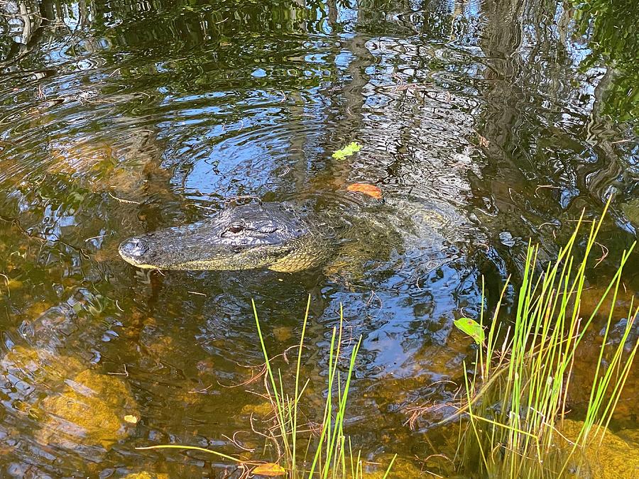 Gator Smile Photograph by Susan Wojciechowski - Fine Art America