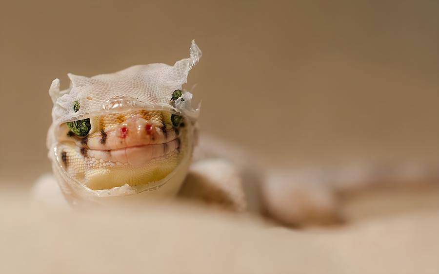 Gecko Digital Art by Celestina Paul - Fine Art America