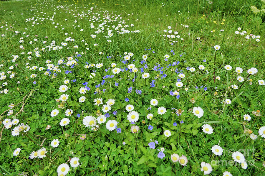 Germander Speedwell Photograph by Stephen Farhall | Pixels