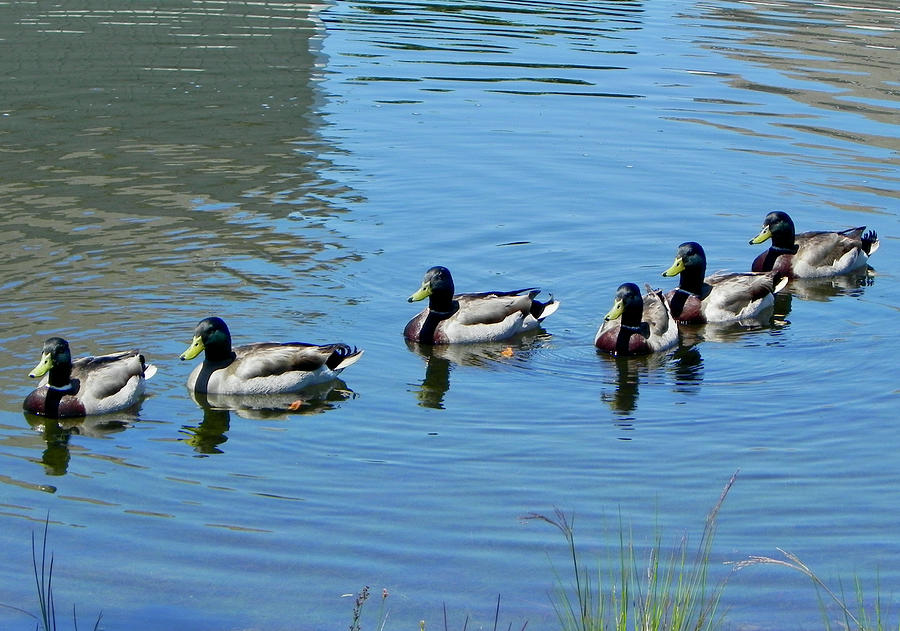 Get your ducks in a row Photograph by Tracey Neiman - Pixels