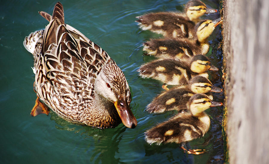 Getting Your Ducks In a Row Photograph by Laurie Minor - Pixels