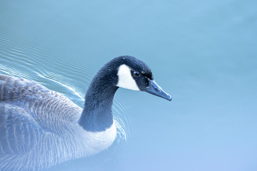 Ghost Goose Photograph by AT Images - Pixels