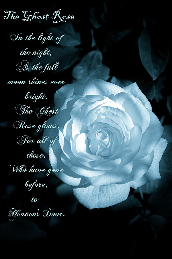 Ghost Rose Card Photograph by Shellie Hill - Fine Art America