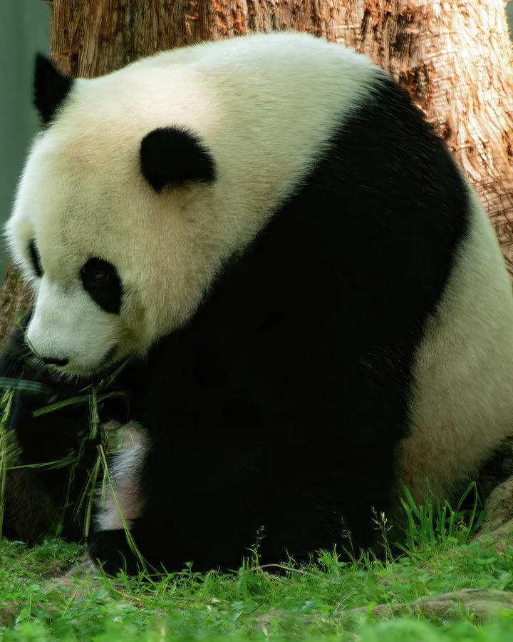 Giant panda resting by a tree Photograph by Flees Photos - Fine Art America