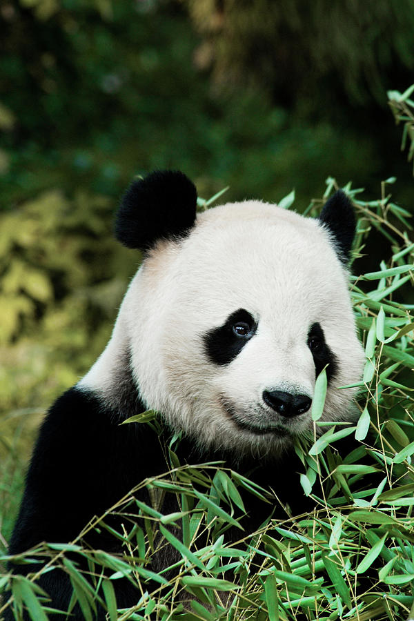 Giant Panda V Photograph by Jessie Cohen - Pixels Merch