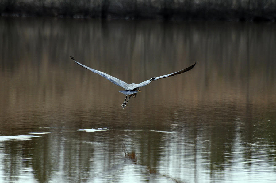 Giant Wings Takeoff - c1346a Photograph by Paul Lyndon Phillips - Fine ...