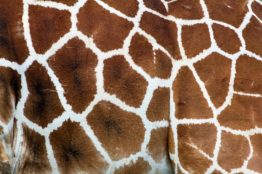 Giraffe Pattern Photograph by Simon Belcher - Fine Art America