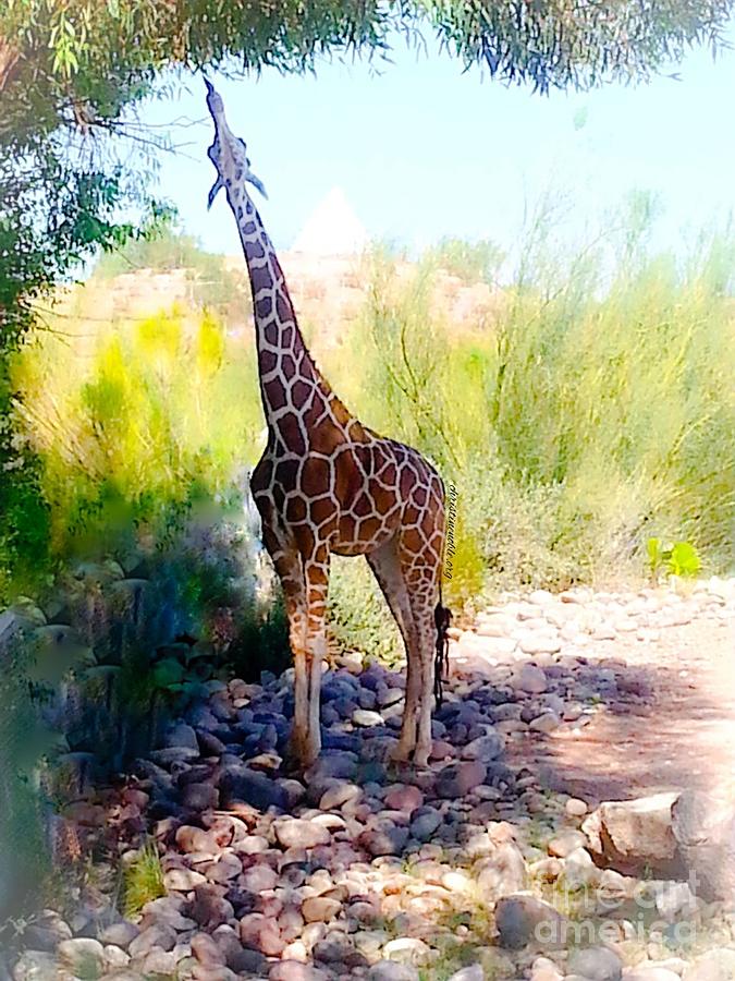 Giraffe Stretch Photograph by Christine Noble - Fine Art America