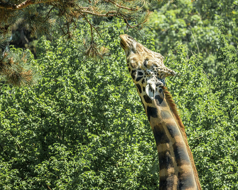 Giraffe Stretching Photograph by Cindy Seavert - Fine Art America