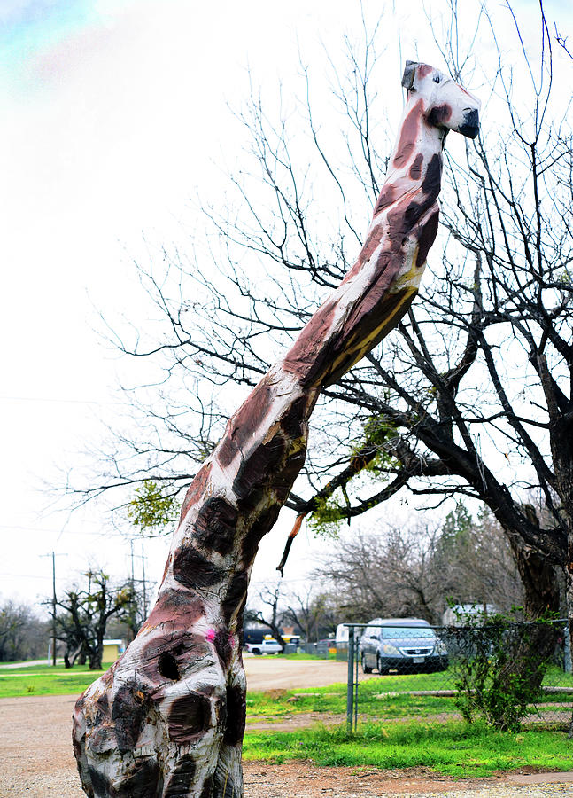 Giraffe Tree Photograph by Stephen Tulcus - Fine Art America