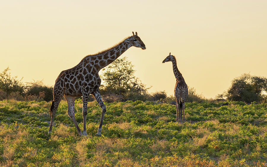 Giraffes by Lei Zhang