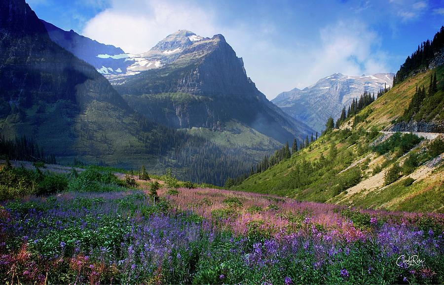 Glacier Wildflowers Photograph by Cindy Rose | Fine Art America
