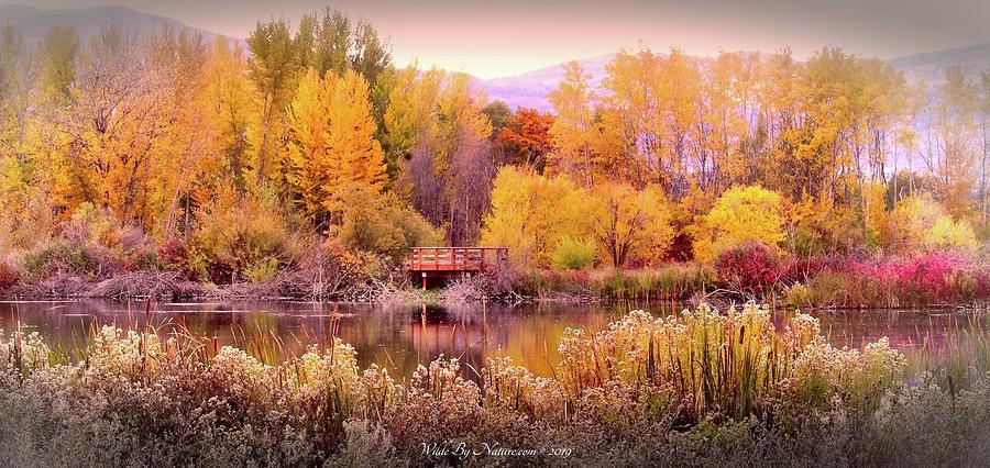 Glorious Fall Digital Art by David Wilde - Fine Art America