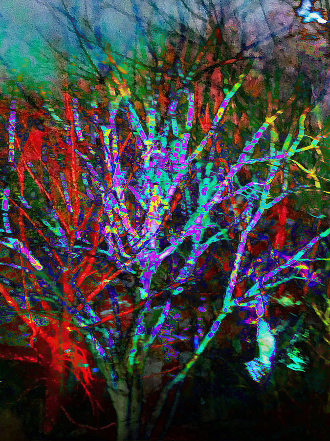 Glow Trees Photograph by Risa Johnson | Fine Art America