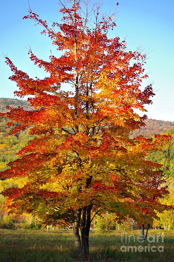 Glowing Maple Tree in Acadia National Park, ME Photograph by Scott ...