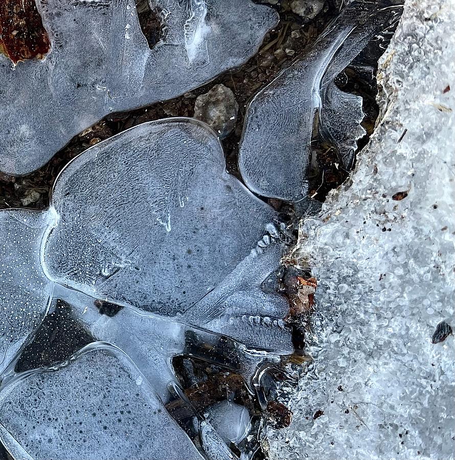 Gnawing on a rock Photograph by Wesley Hahn - Fine Art America