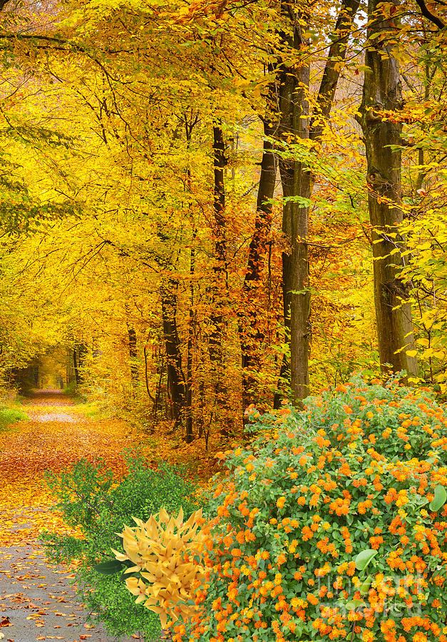 Gold Color Autumn Forest Fall Shrub Photograph by Erika Bartha - Fine ...